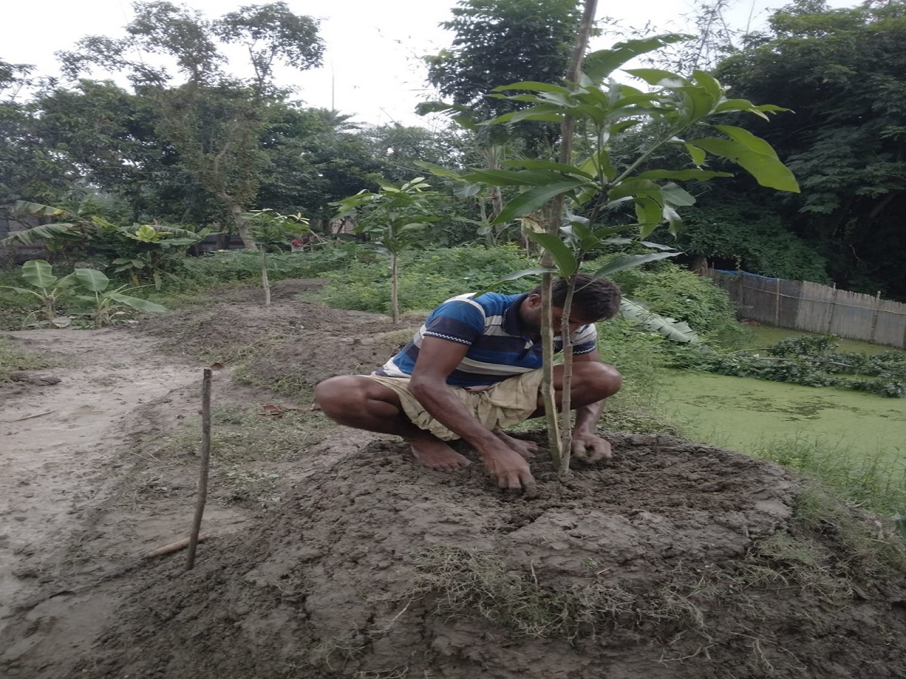 Climate-Friendly Tree Plantation - Bangladesh Bondhu Foundation (BONDHU ...